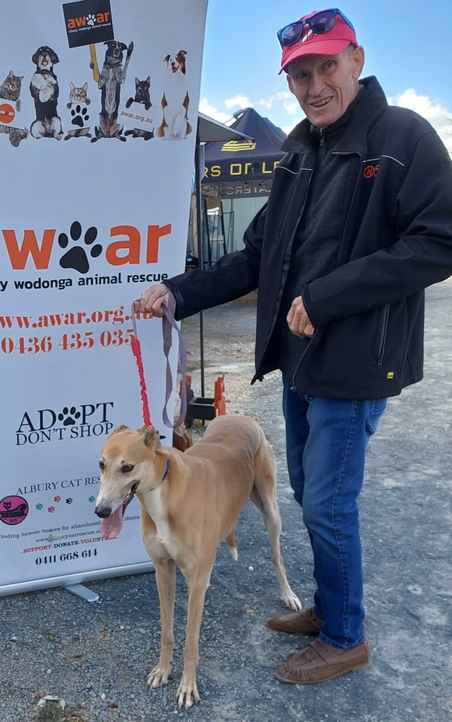 Bluey - Large Male Greyhound Dog in NSW - PetRescue