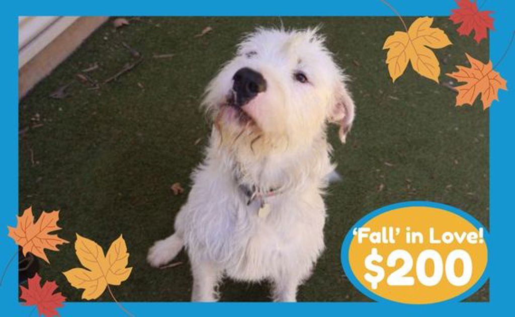 Yeti - Large Male Wolfhound Mix Dog in VIC - PetRescue