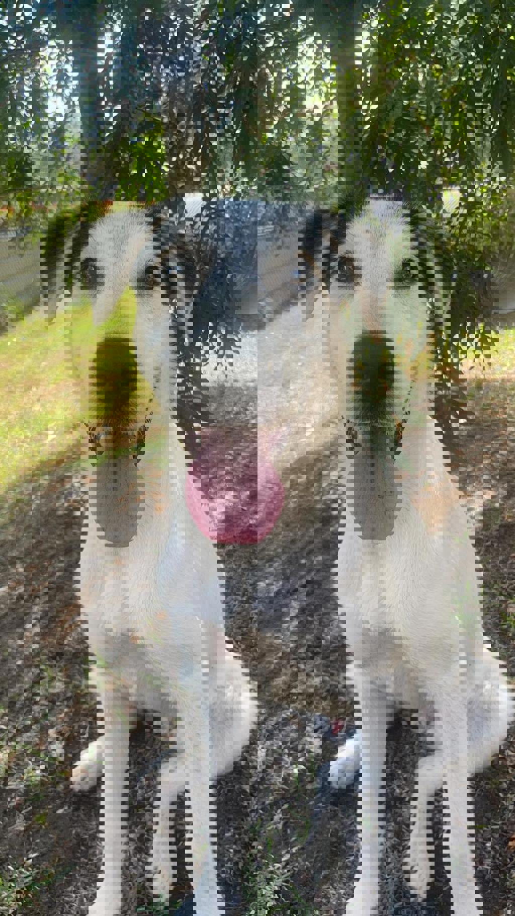 Occy - Medium Male Australian Cattledog Mix Dog in NSW - PetRescue