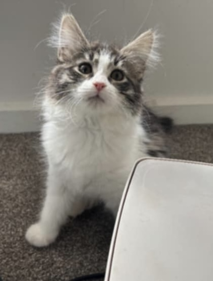 Hazel - Female Domestic Long Hair (DLH) Cat in VIC - PetRescue