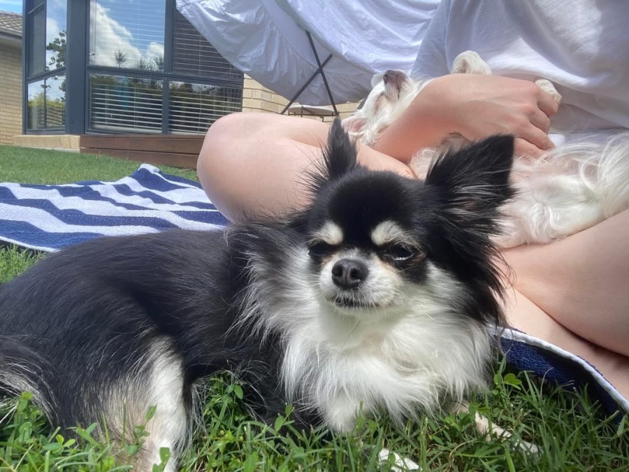 Tala - Small Female Chihuahua Dog in QLD - PetRescue
