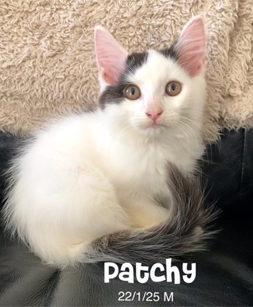 Patchy - Male Domestic Medium Hair Mix Cat in NSW - PetRescue