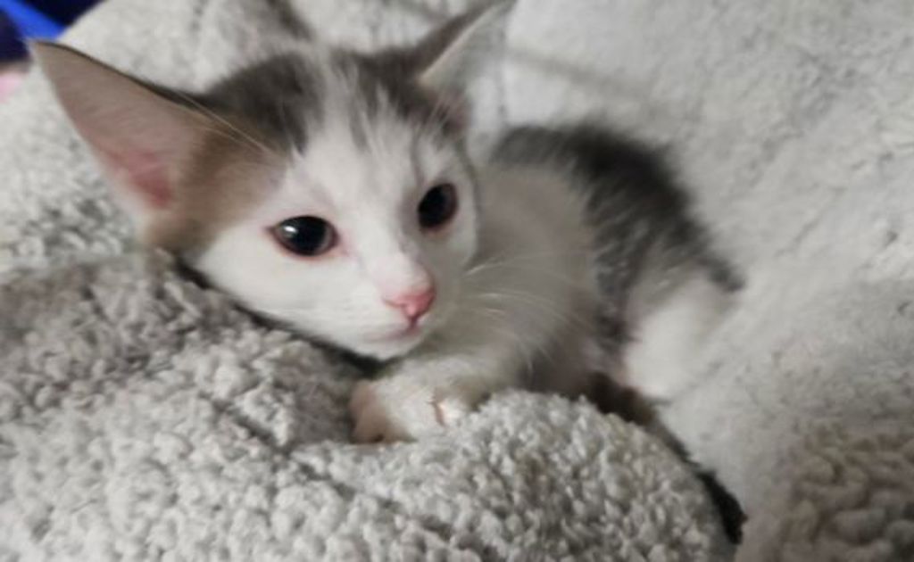 Stumpy - Female Domestic Short Hair Mix Cat in VIC - PetRescue