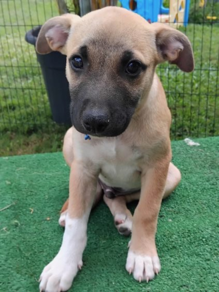 Hummer - Medium Male Australian Kelpie x Staffordshire Bull Terrier Dog ...