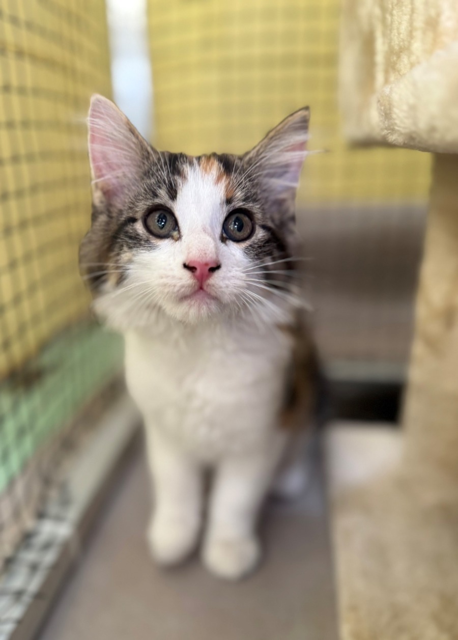 Maisy - Female Domestic Medium Hair (DMH) Cat in NSW - PetRescue