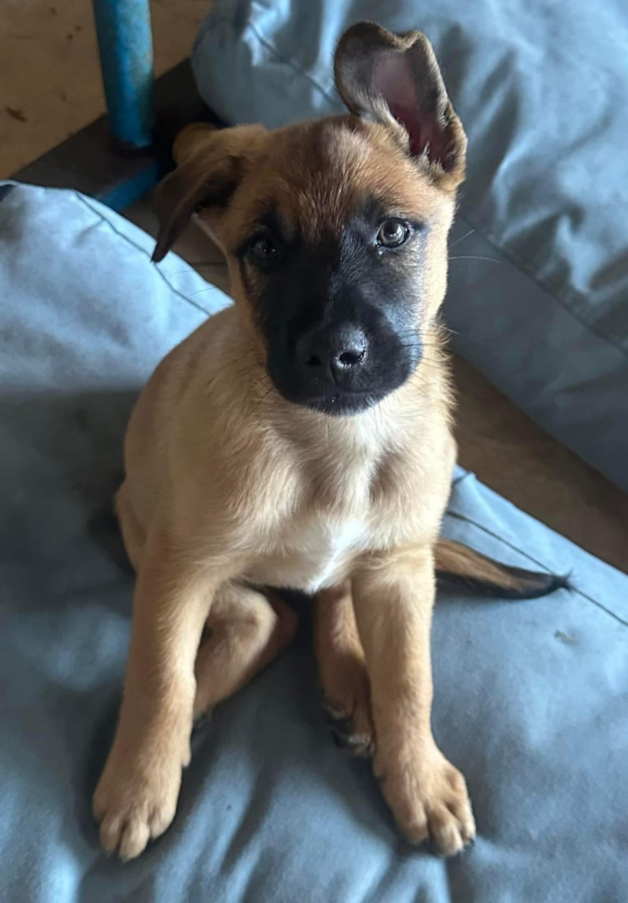 Rusty Red - Medium Male Australian Cattle Dog x Australian Kelpie Mix ...