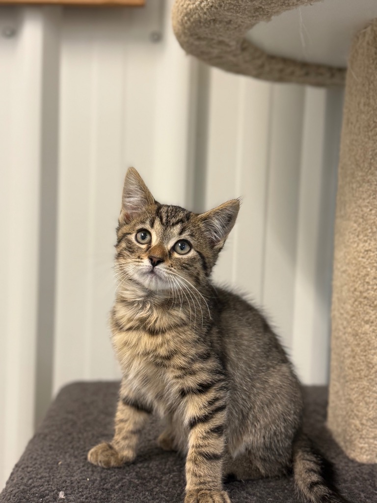 Jude - Male Domestic Short Hair (DSH) Mix Cat in TAS - PetRescue