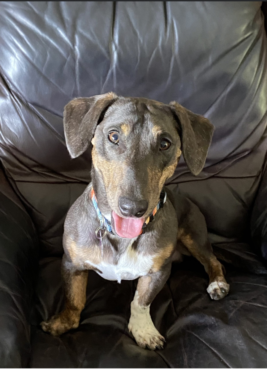 Tiki Animal Rescue - PetRescue