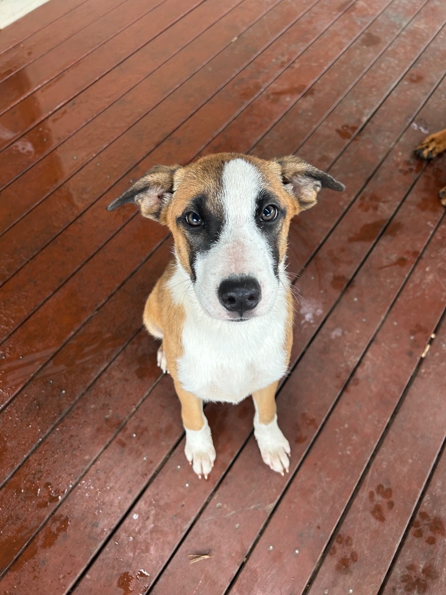 Tiki Animal Rescue - PetRescue