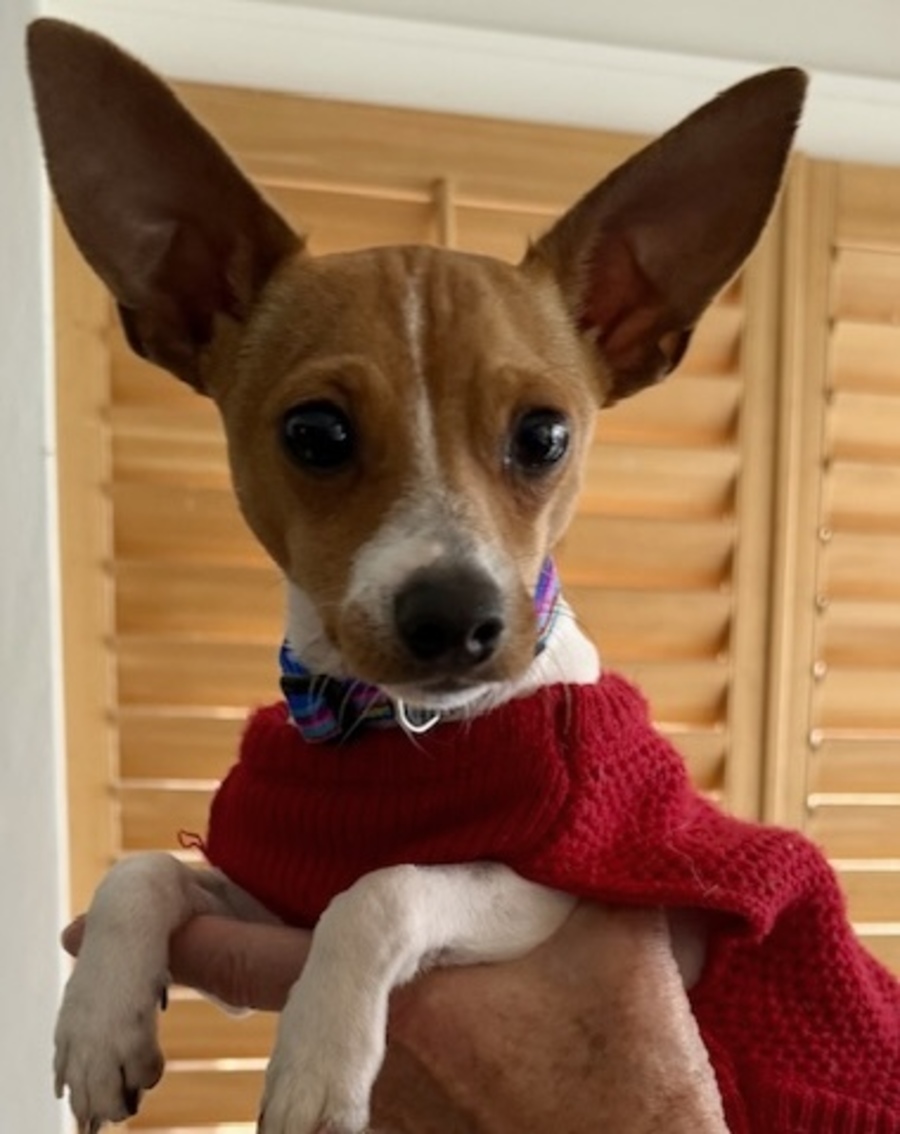 Pablo - Small Male Fox Terrier (Miniature) Dog in NSW - PetRescue