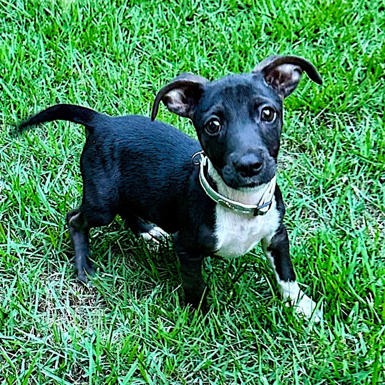 Zulu - Small Male Mixed breed Dog in WA - PetRescue