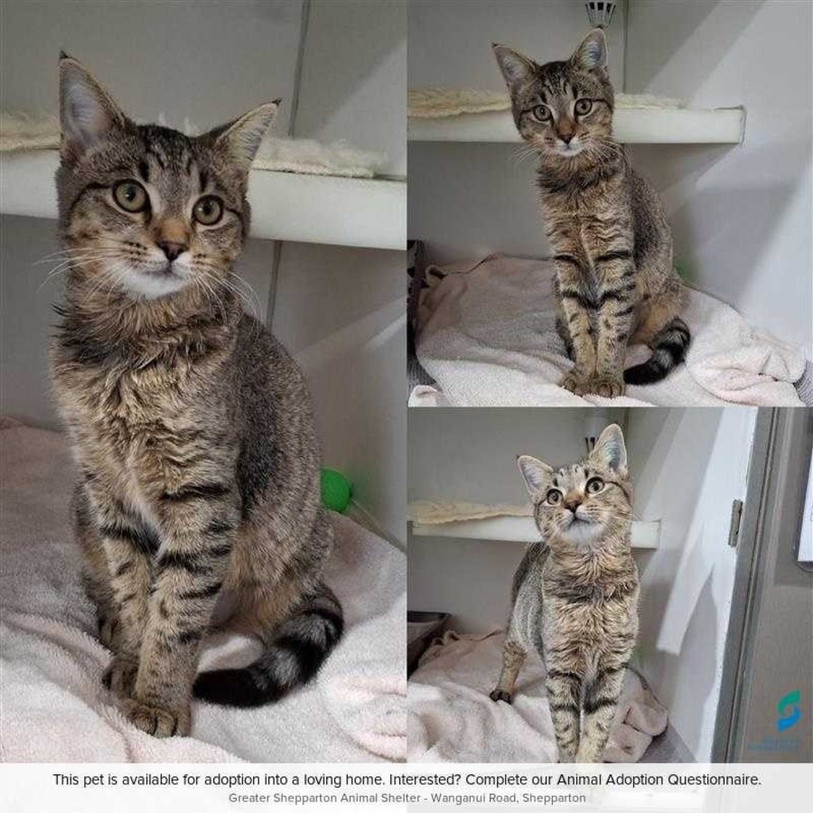 Mishka - Female Domestic Short Hair (DSH) Cat in VIC - PetRescue