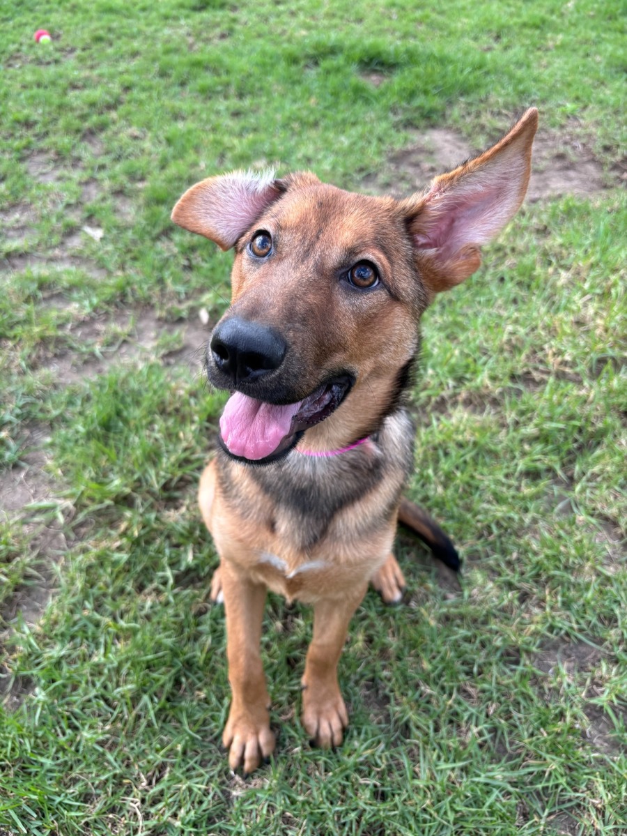 Mochi imp 689 - Medium Female German Shepherd Dog Dog in NSW - PetRescue