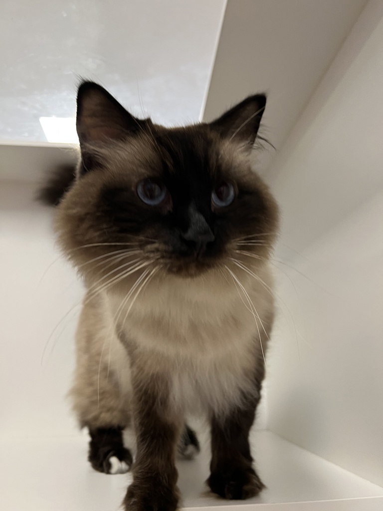 Mr Handsome - Male Birman Mix Cat in VIC - PetRescue