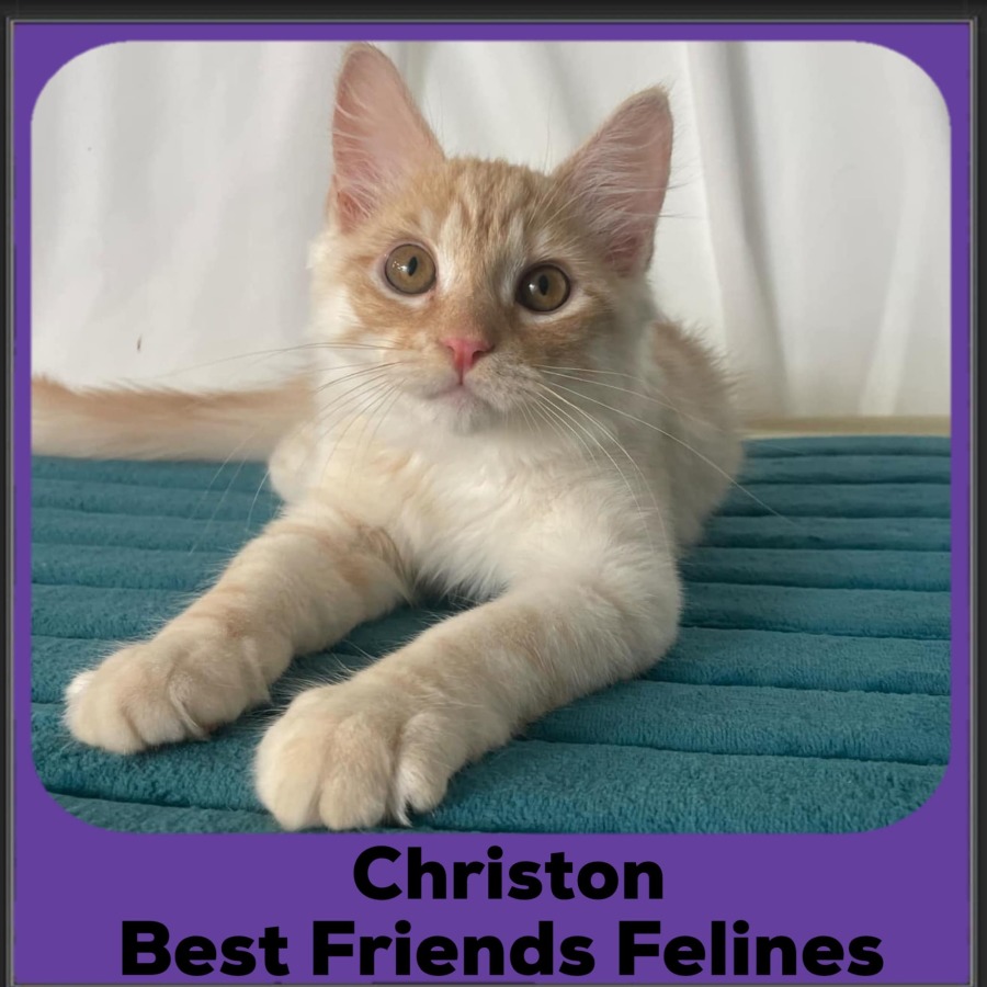 Christon - Male Domestic Medium Hair (DMH) Cat in QLD - PetRescue