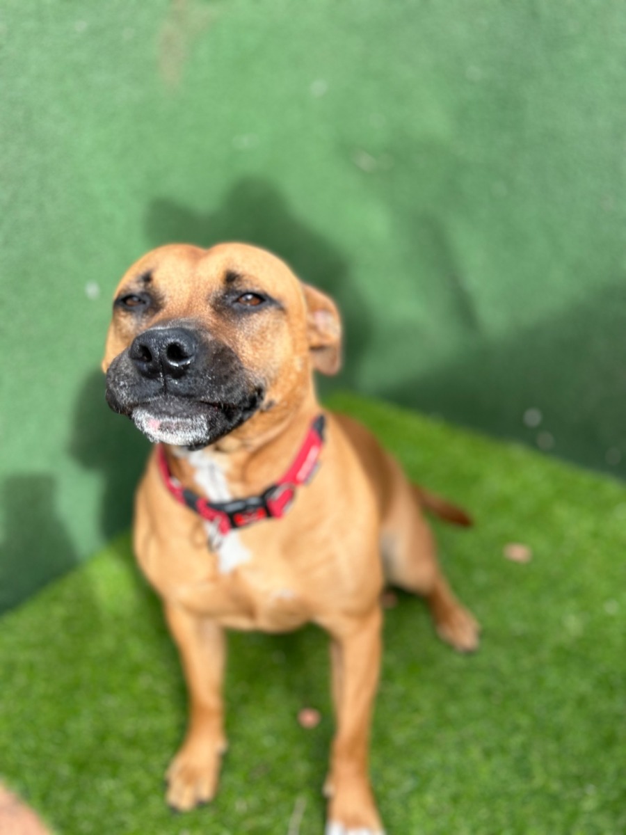 Charley - Medium Female Staffordshire Bull Terrier Dog in VIC - PetRescue