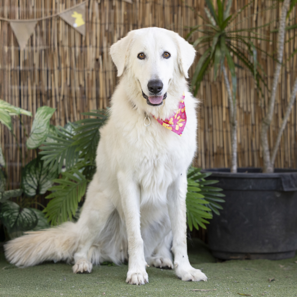 Daisy - Large Female Maremma Sheepdog Mix Dog in QLD - PetRescue