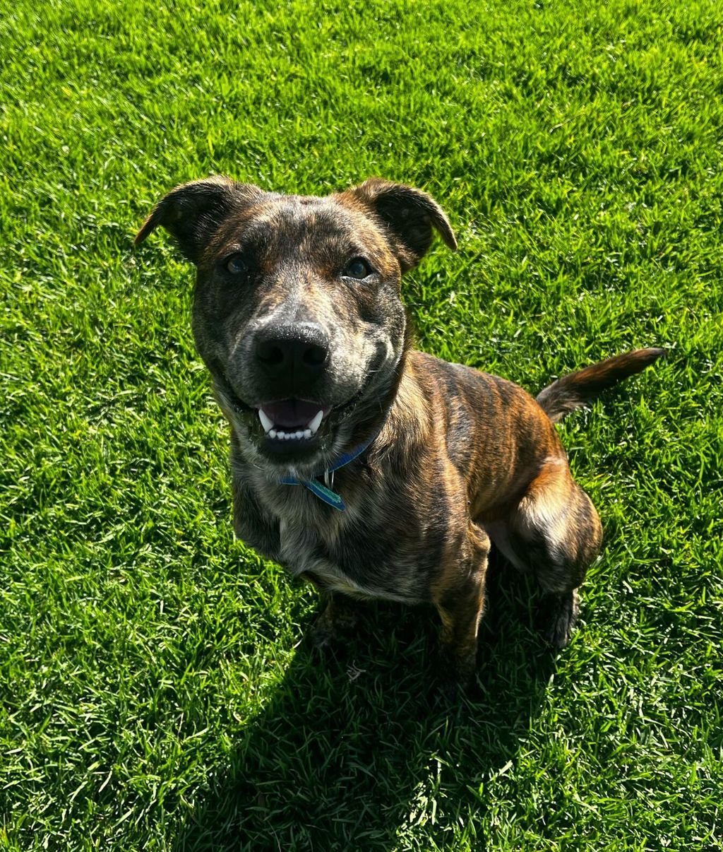 Biggles - Large Male American Staffy Mix Dog in VIC - PetRescue