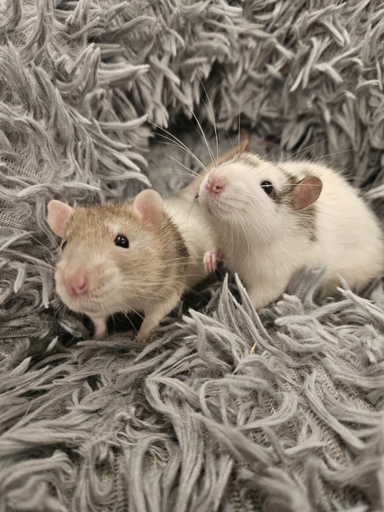Timmy - Male Rat Mix Rat in WA - PetRescue