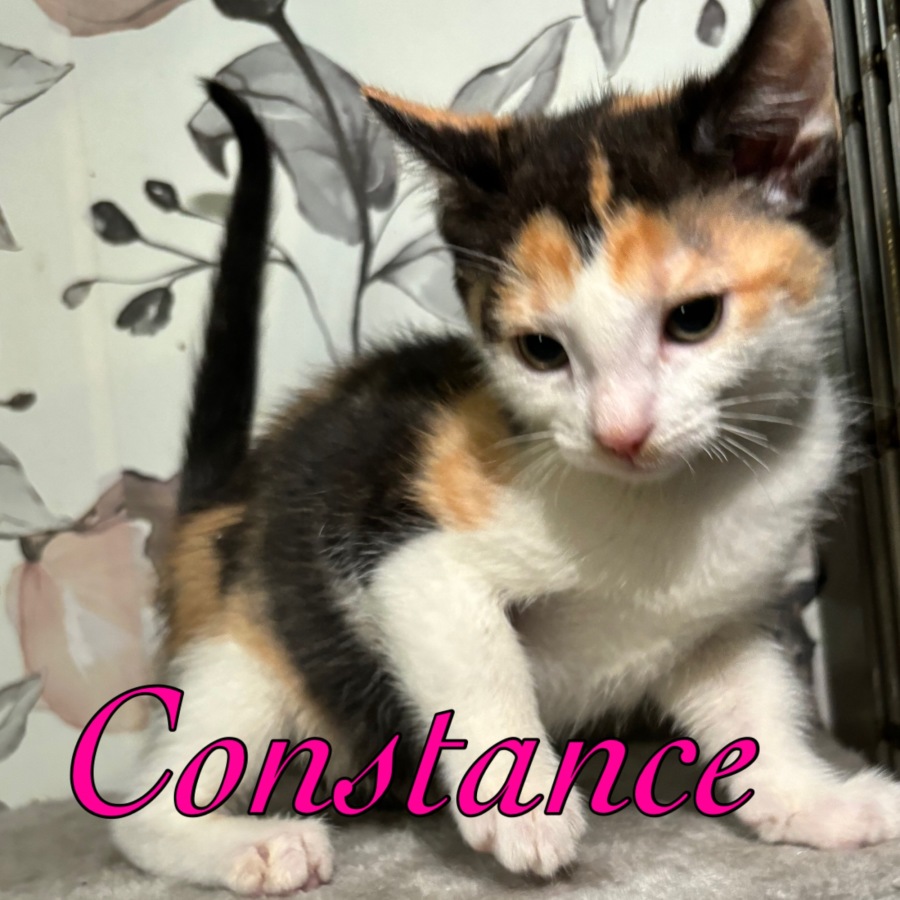 Constance Armstrong - Female Domestic Short Hair (DSH) Cat in VIC - PetRescue