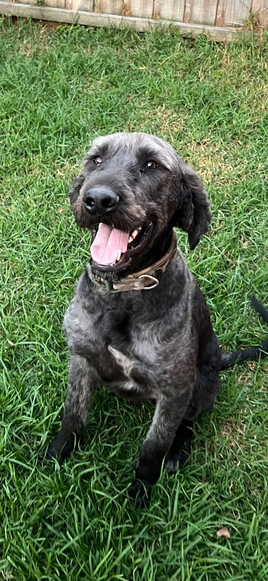 Albert - Large Male German Wirehaired Pointer x Golden Retriever x ...