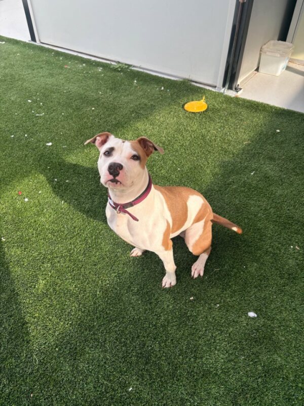 Fireball - Medium Female American Staffordshire Terrier Dog in NSW ...