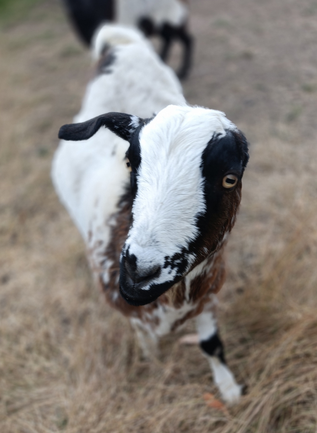 Kevin - Male Boer x Anglo Nubian Mix Goat in TAS - PetRescue