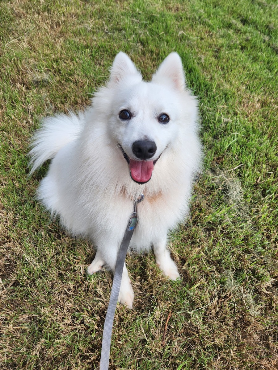 Obi - Small Male Japanese Spitz Dog in QLD - PetRescue
