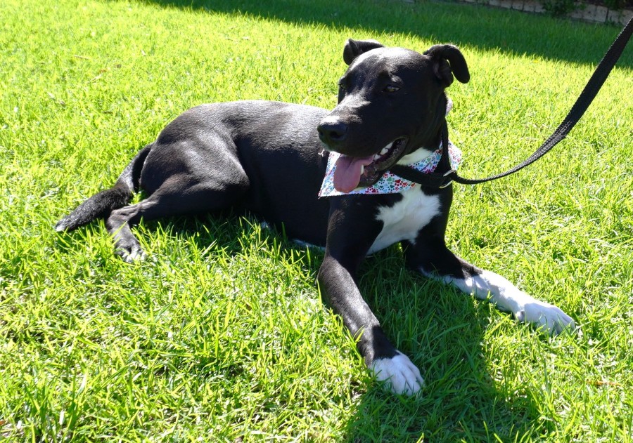 Adele - Medium Female Mixed breed Dog in WA - PetRescue