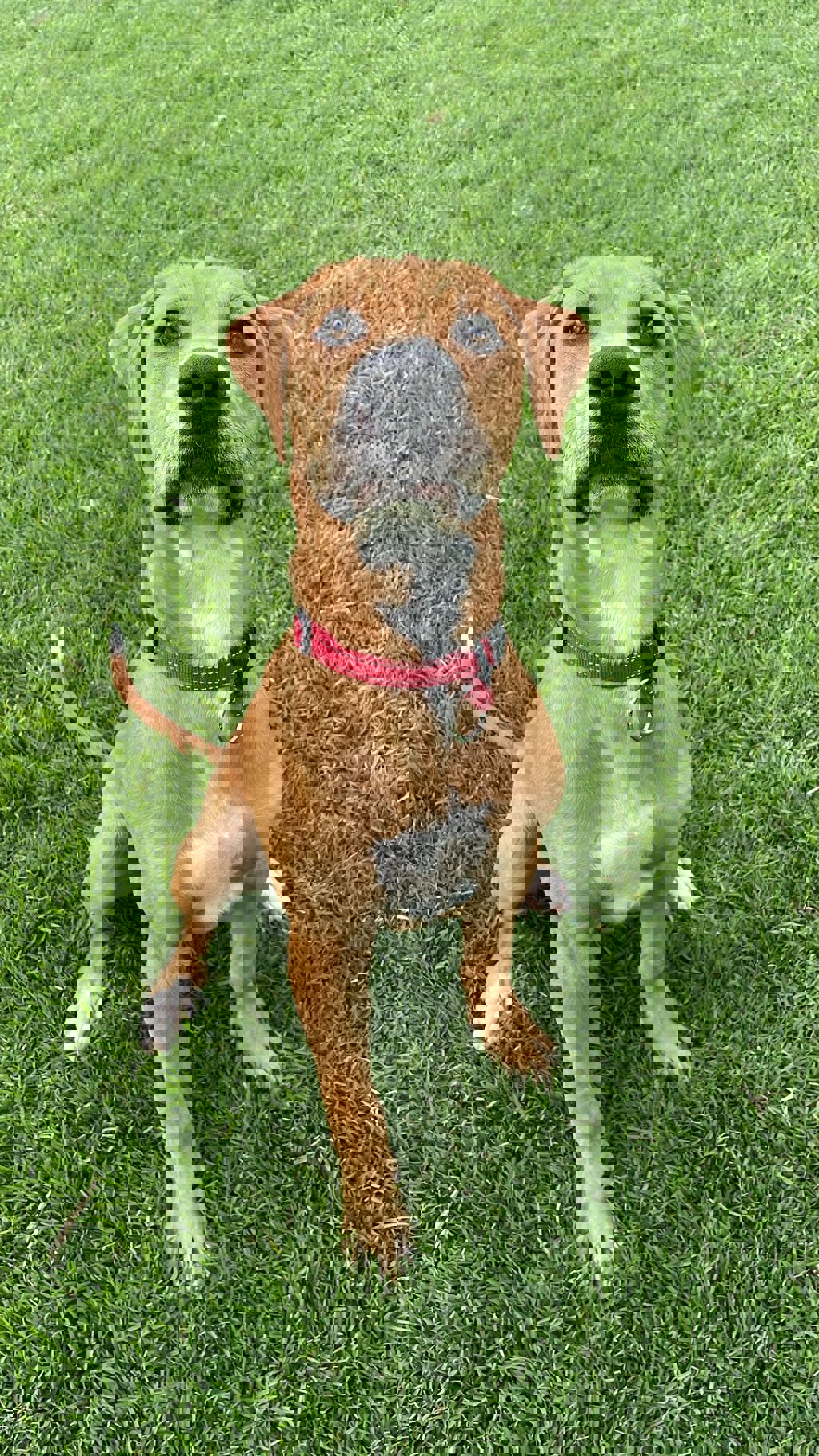 Maverick - Medium Male Labrador Retriever Mix Dog in VIC - PetRescue