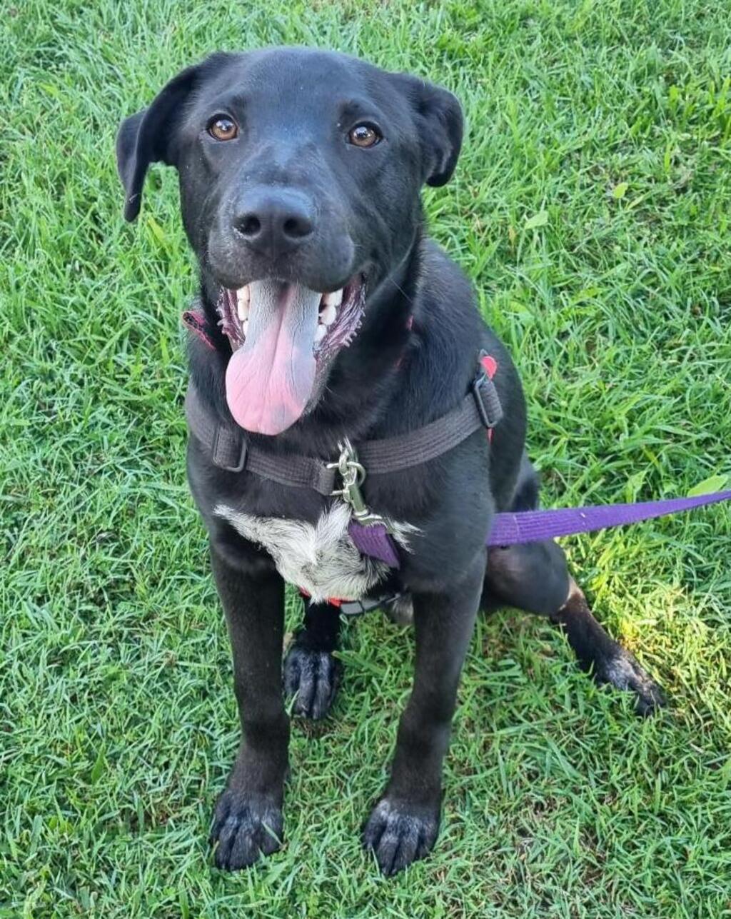 Tux - Medium Male Border Collie x Labrador Retriever Mix Dog in QLD - PetRescue