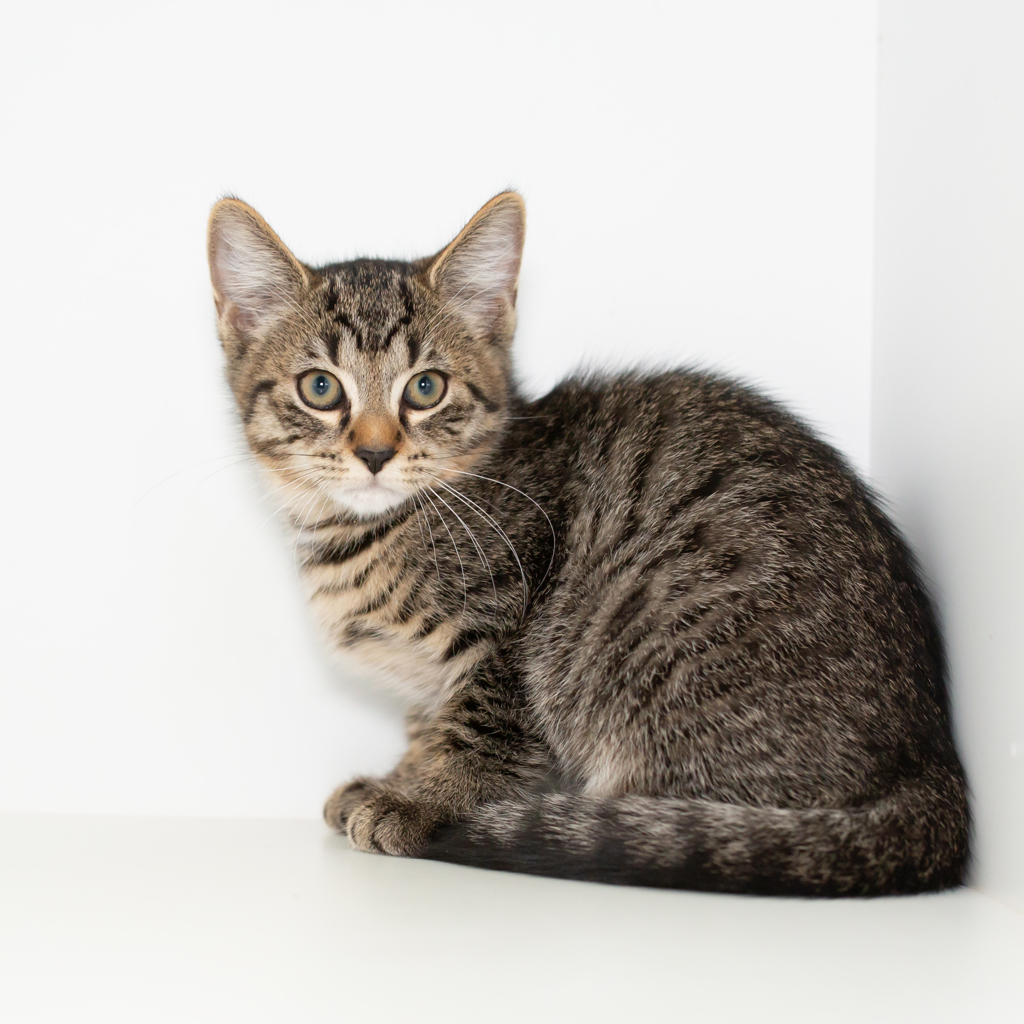 Chunker - Male Domestic Short Hair Mix Cat in QLD - PetRescue