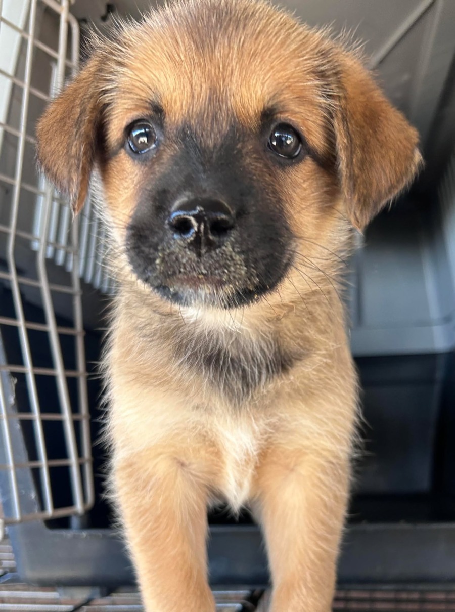 The Hawaiian Boys! - Medium Male Mixed breed Dog in NSW - PetRescue