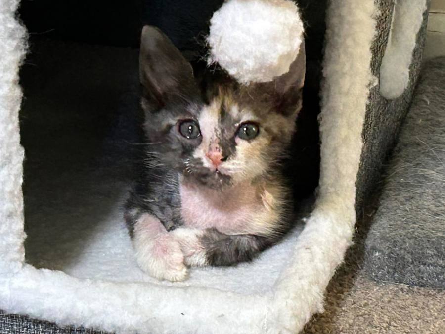Poppet - Female Domestic Short Hair (DSH) Cat in NSW - PetRescue
