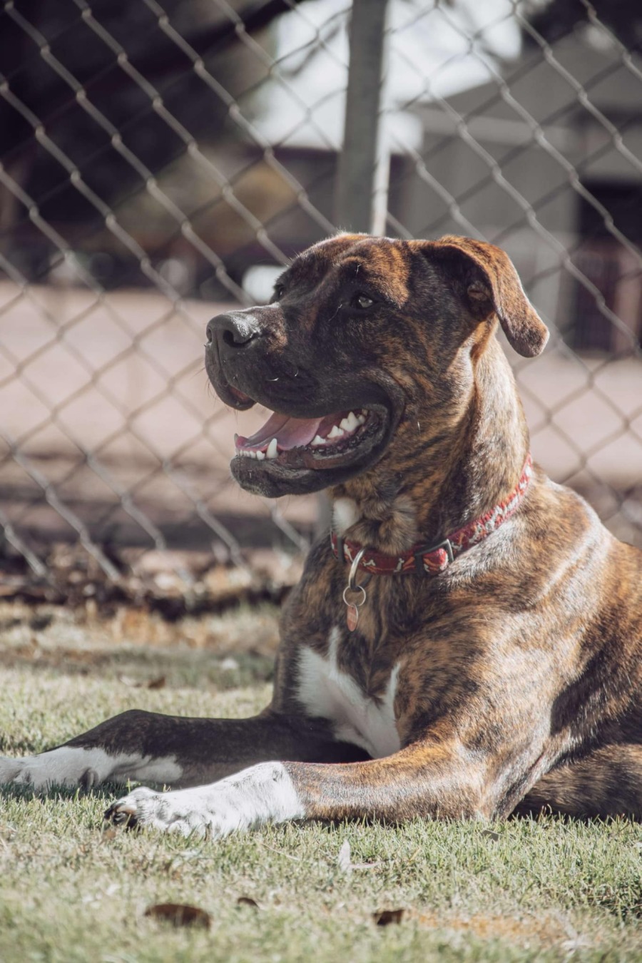 Jamal - Large Male Mixed breed Dog in VIC - PetRescue