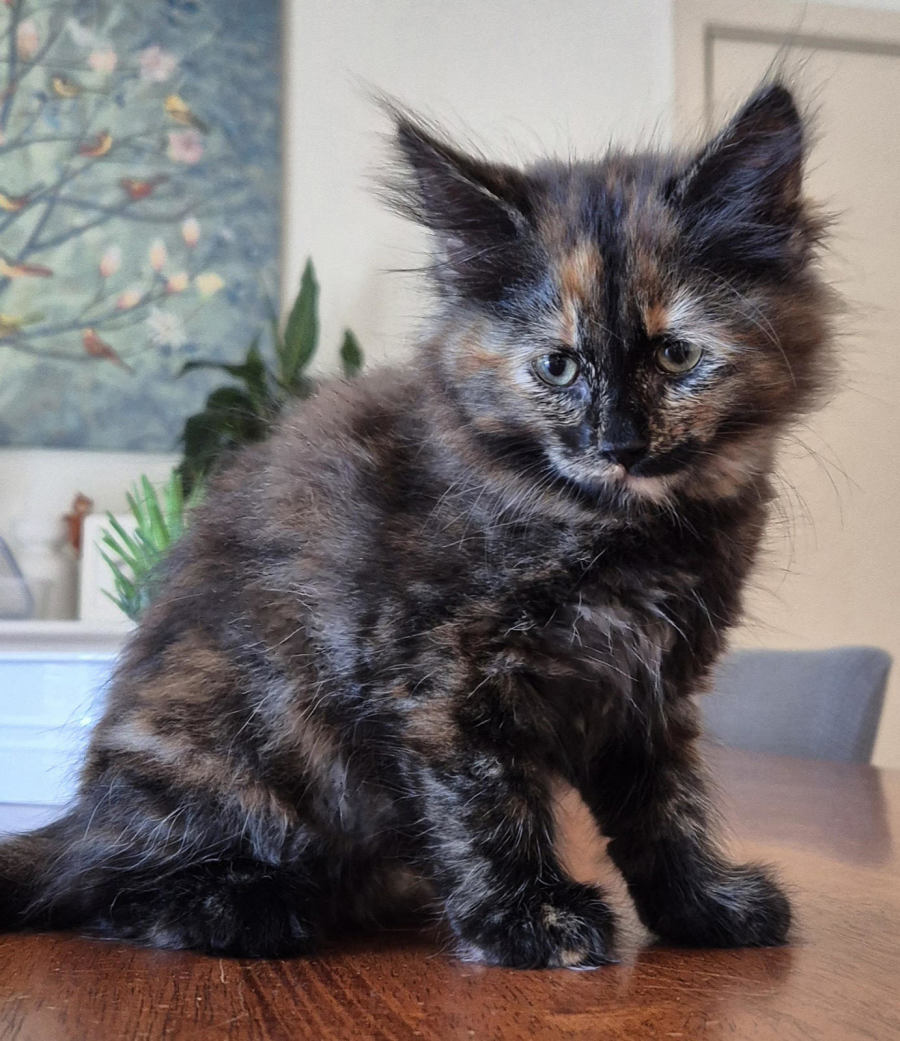 Billie - Female Domestic Long Hair (DLH) Cat in VIC - PetRescue