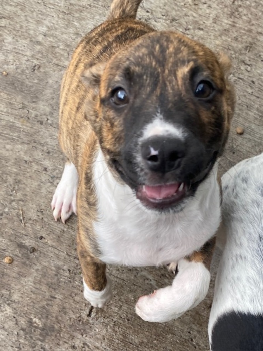 Waylon - Medium Male Mixed breed Dog in NSW - PetRescue
