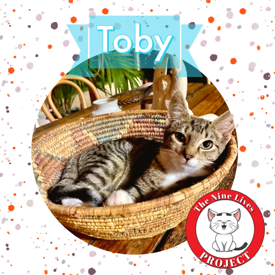 Toby *9 Lives Project Rescue* - Male Domestic Short Hair (DSH) Cat in ...