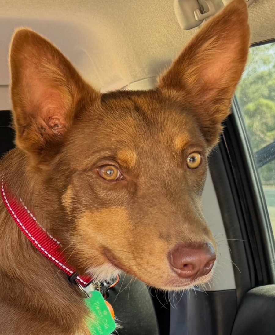 Dexter - Medium Male Australian Kelpie Mix Dog in SA - PetRescue