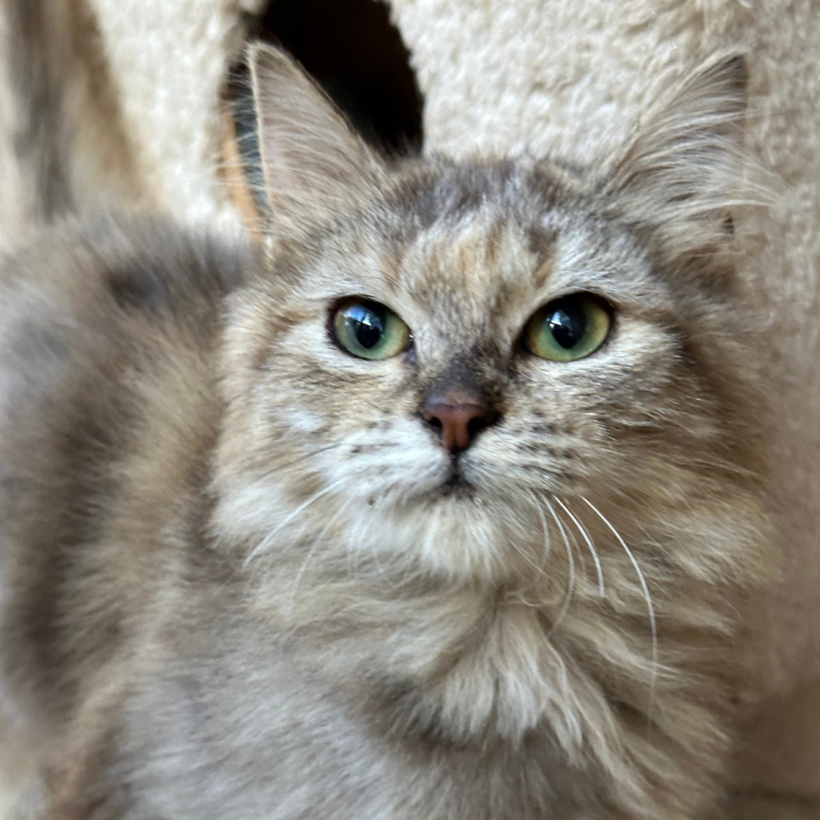 Sugar - Female Domestic Long Hair (DLH) Cat in VIC - PetRescue