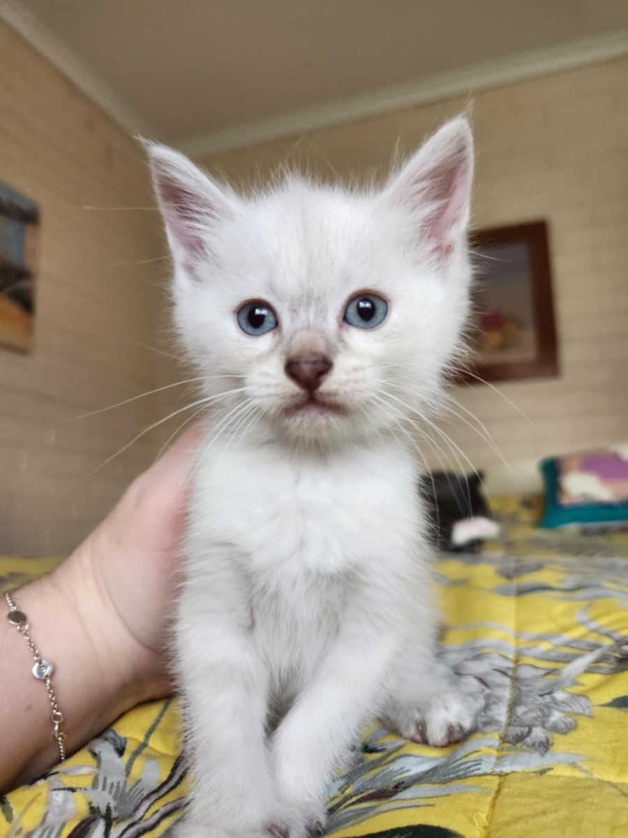 Meringue - Female Domestic Short Hair (DSH) Cat in QLD - PetRescue
