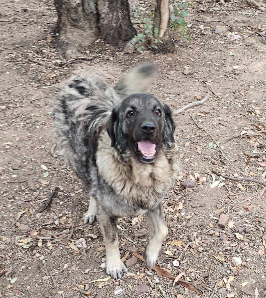 Minx - Medium Female Mixed breed Dog in VIC - PetRescue