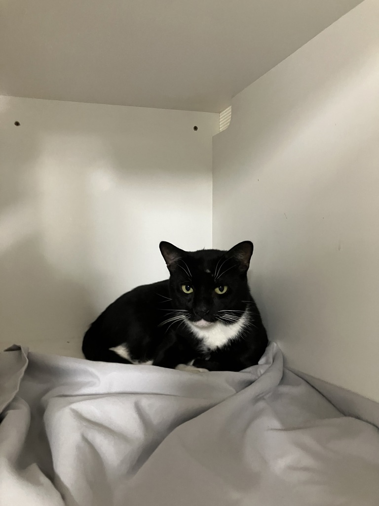 Moo Moo - Male Domestic Short Hair Mix Cat in QLD - PetRescue