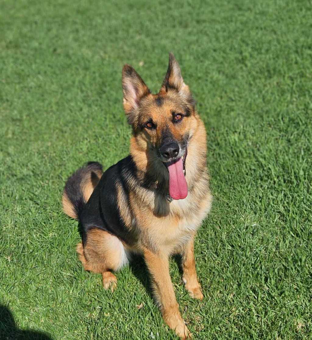 Asha - Medium Female German Shepherd Mix Dog in VIC - PetRescue