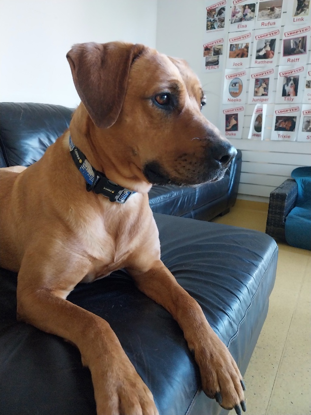 Harley - Large Female Mastiff x Rhodesian Ridgeback Mix Dog in VIC ...