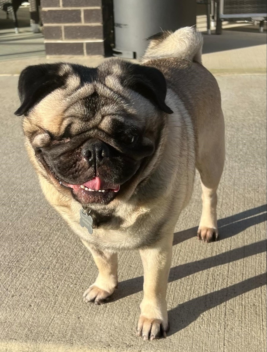 Rambo - Small Male Pug Dog in QLD - PetRescue