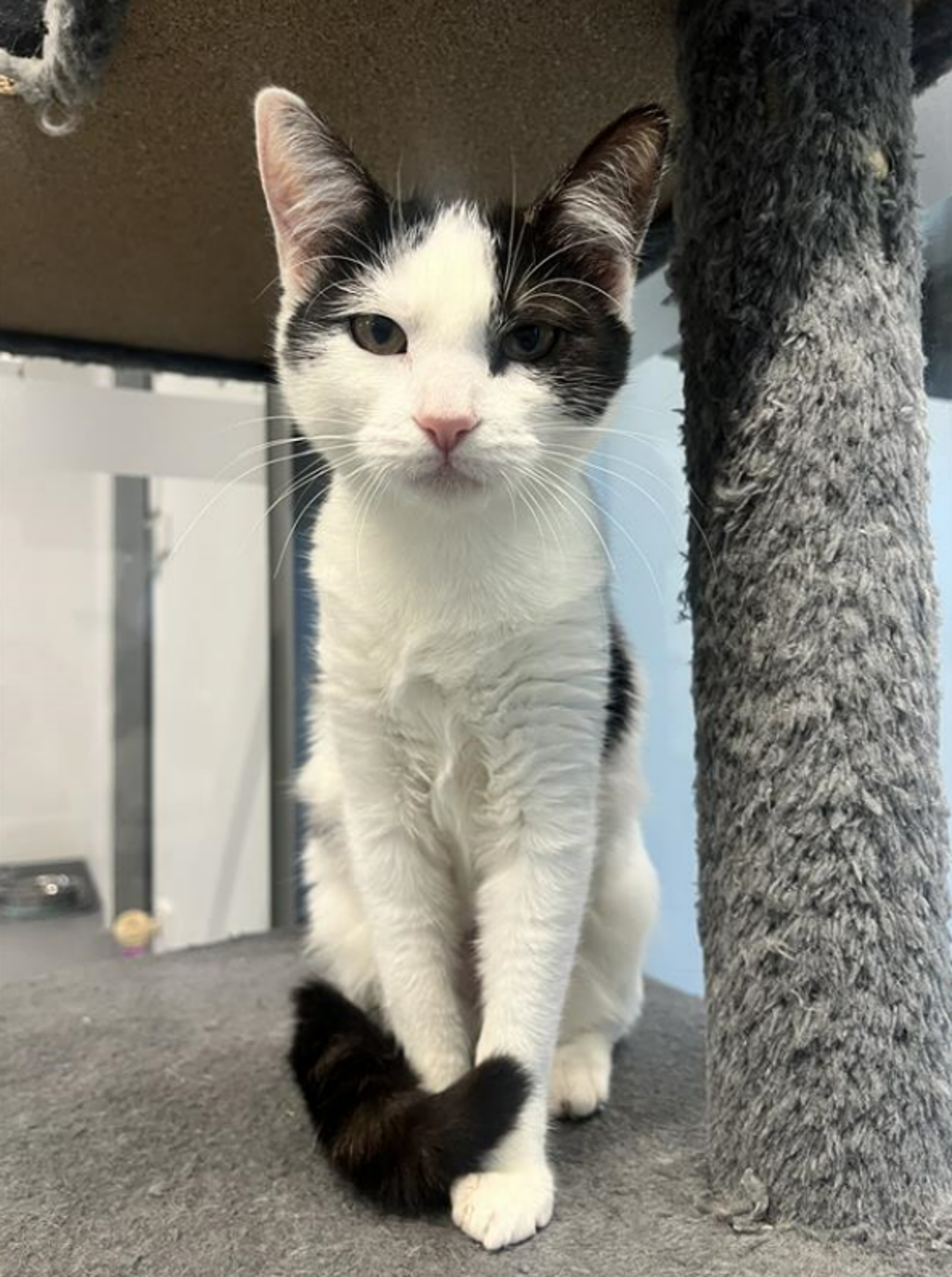 Skedaddle - Female Domestic Short Hair Mix Cat in VIC - PetRescue