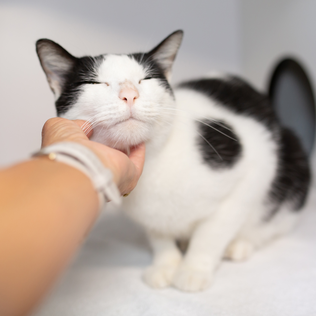 Domino - Male Domestic Short Hair x Manx Mix Cat in QLD - PetRescue