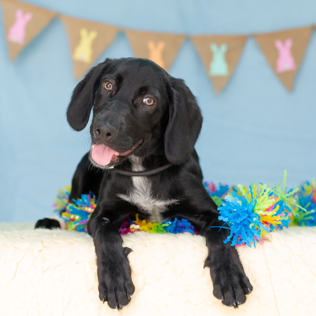 Enzo - Medium Male Labrador x Pointer Mix Dog in QLD - PetRescue