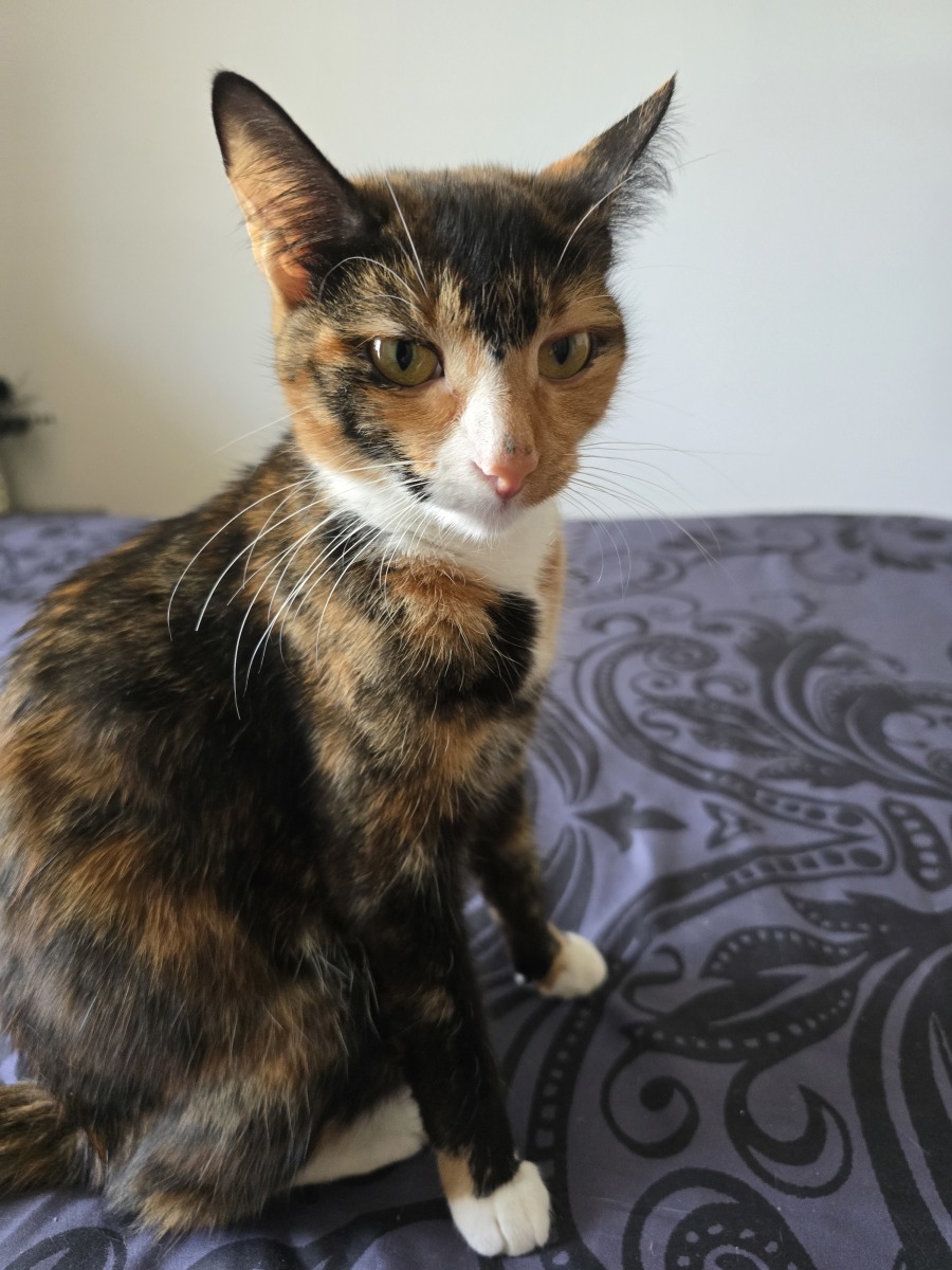 Nala - Female Domestic Short Hair (DSH) Cat in VIC - PetRescue